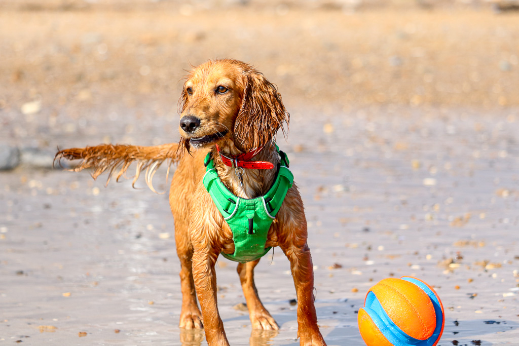 Four outdoor games to play with your dog – woofwagwalk.co.uk