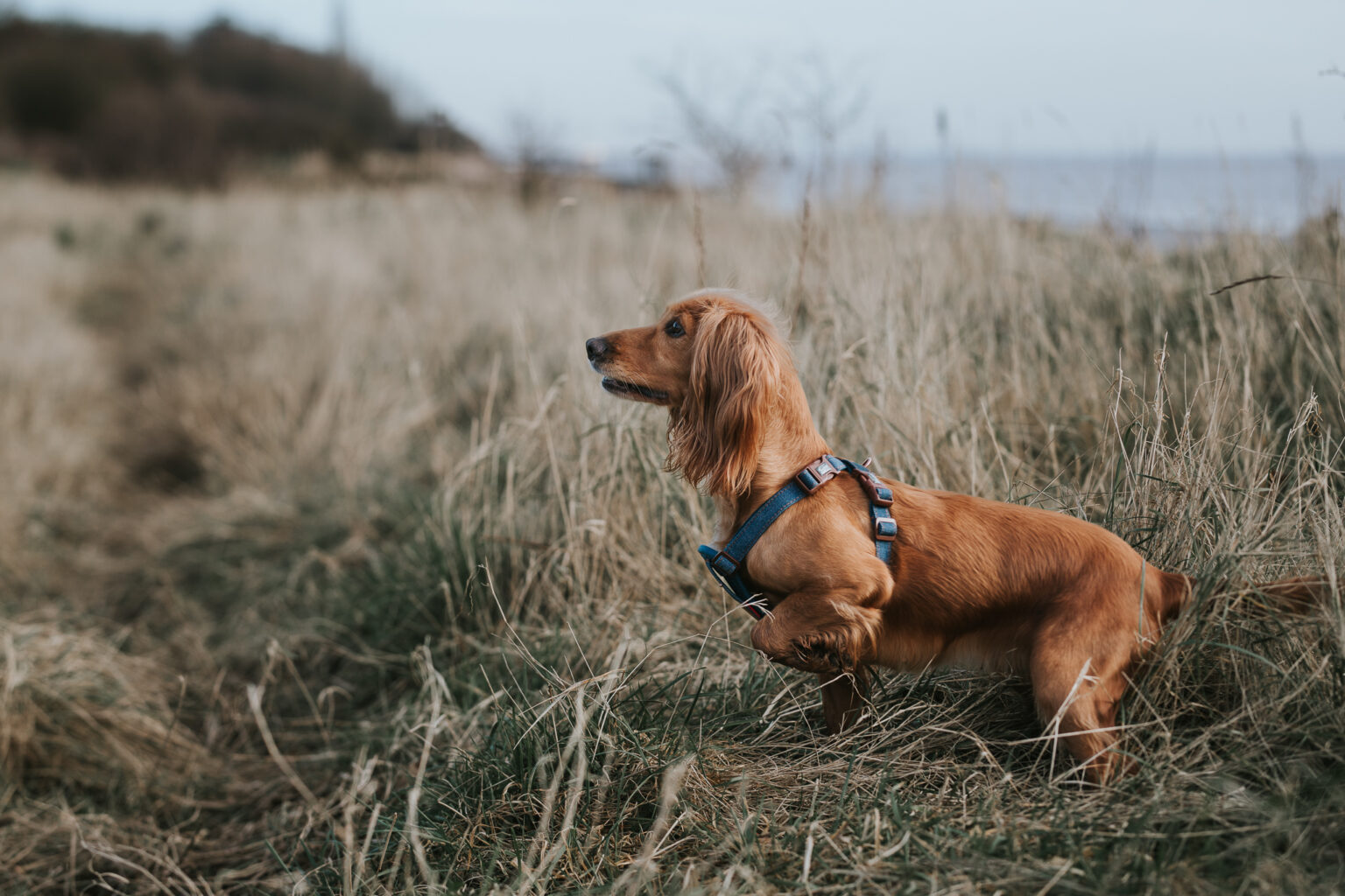 EzyDog Chest Plate Harness and EzyDog Element Jacket Review ...