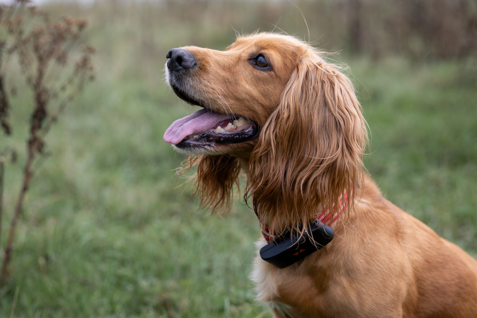 woofwagwalk.co.uk – A UK Dog Blog