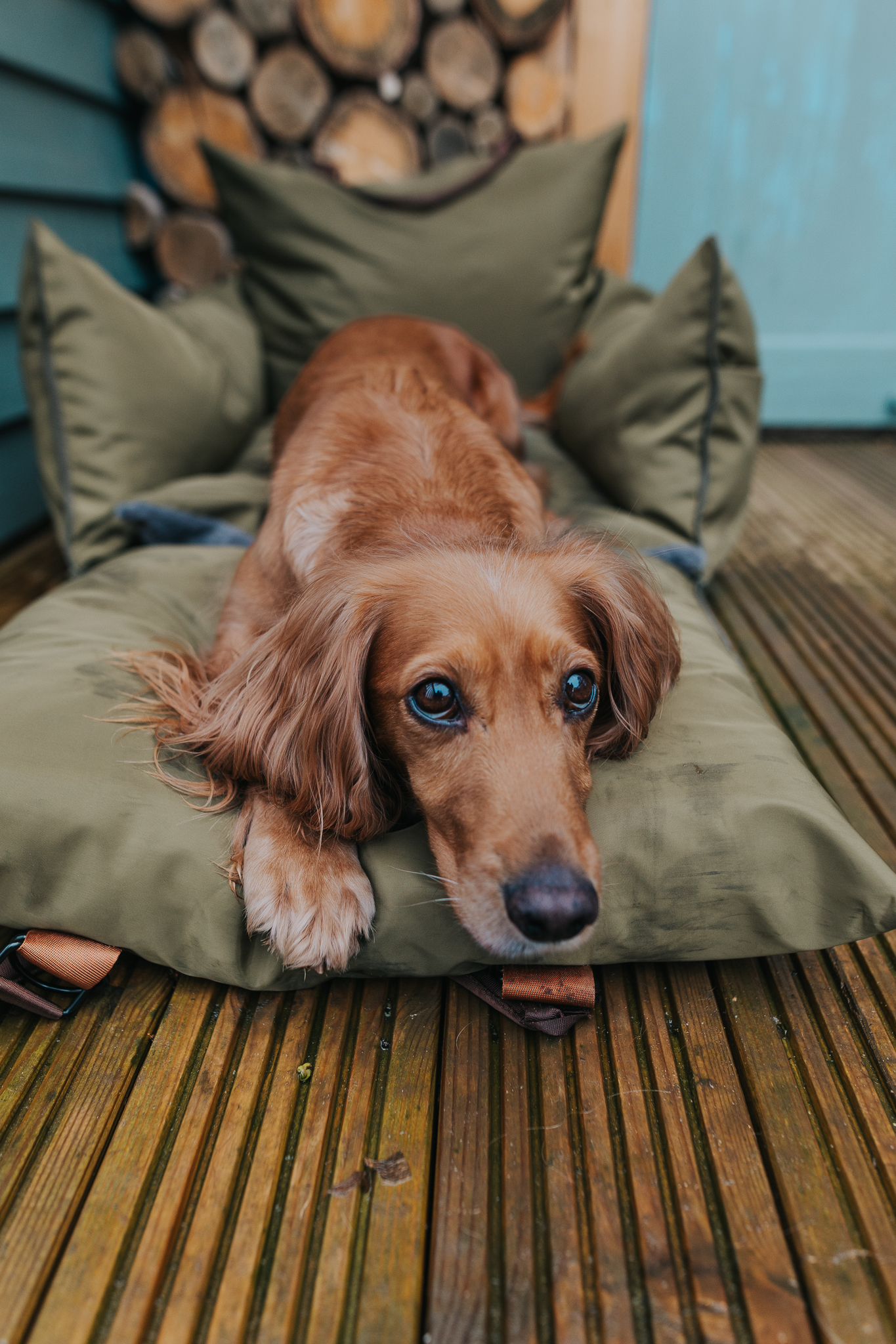 Luther Bennett Dog Pod Review – Stress Free Car Travel With Your Dog ...